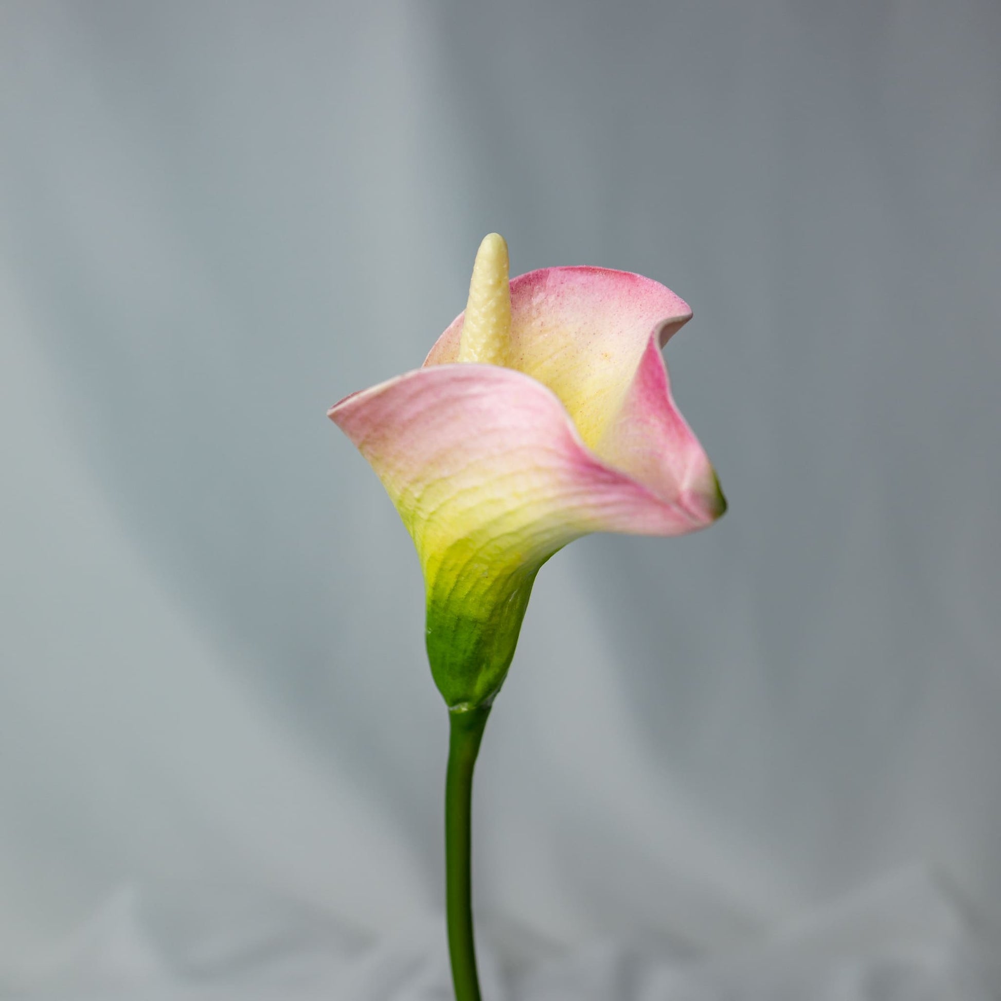 Yellow/Pink Mini Calla Lily - Realistic Artificial Flowers