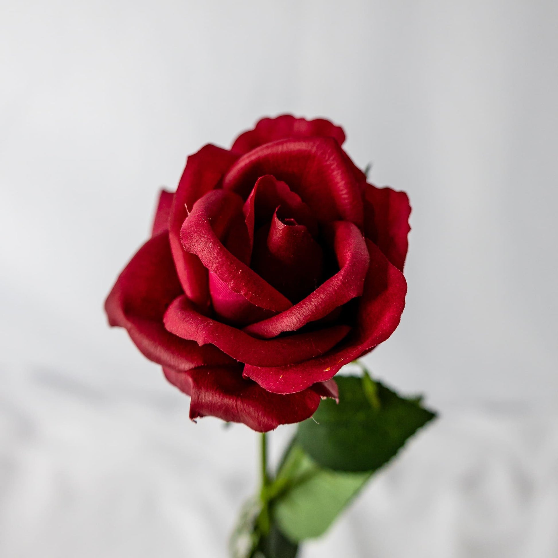 Red Open Bloom Real Touch Rose - Realistic Artficial Flowers ...
